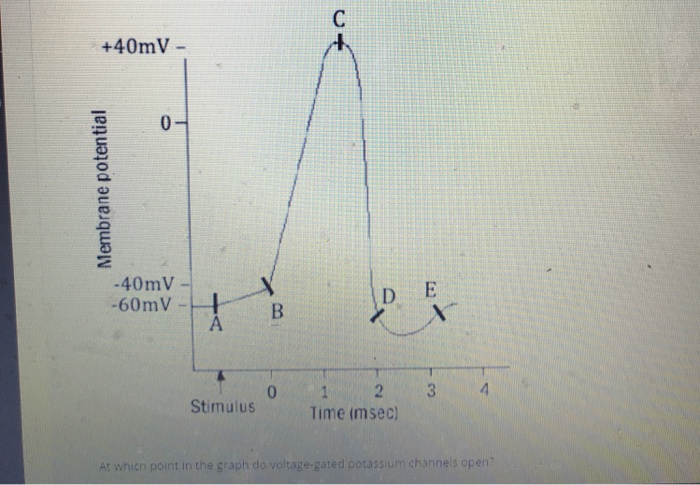 Solved at which point in the graph do voltage-gated | Chegg.com