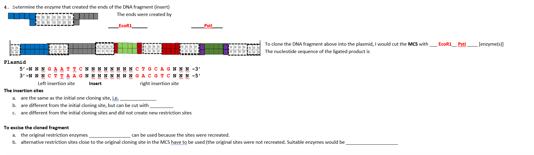 Solved 4. Determine the enzyme that created the ends of the | Chegg.com