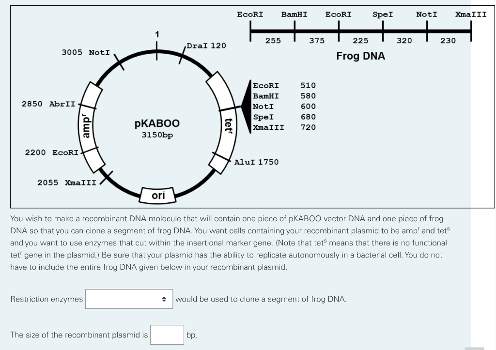 Solved You wish to make a recombinant DNA molecule that will | Chegg.com