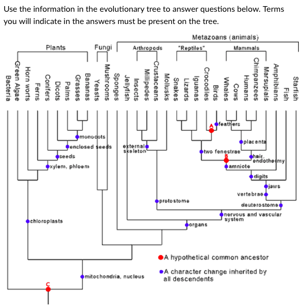 Solved Use the information in the evolutionary tree to | Chegg.com
