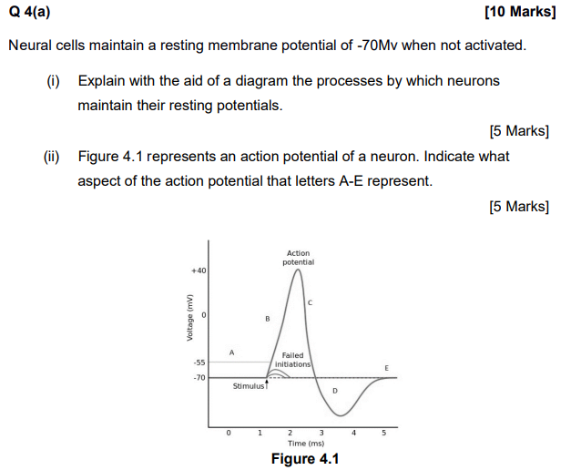 Solved Jeural cells maintain a resting membrane potential of | Chegg.com