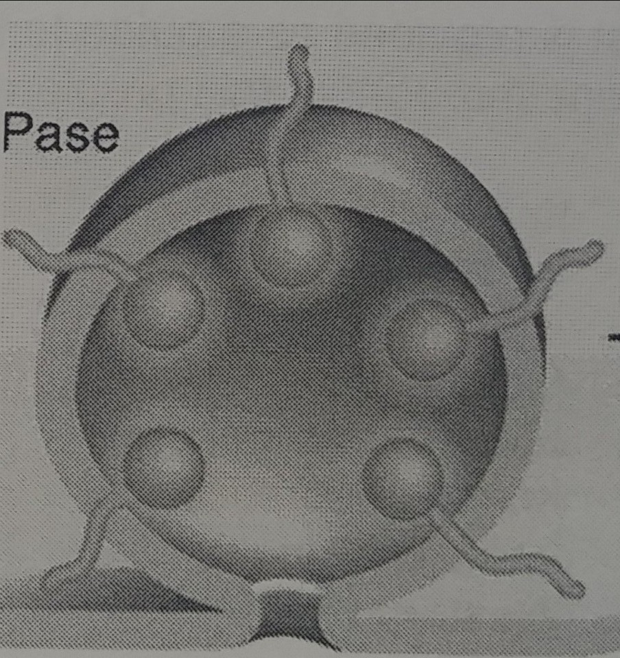Solved pHluorin us a pH-sensitive GFP molecule. This | Chegg.com