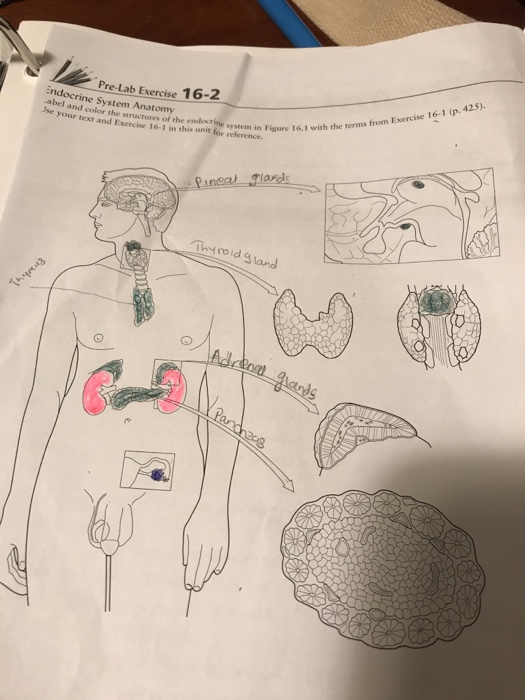 Solved Ndocri Abel Pre Lab Exercise 16 2 E System Anatomy