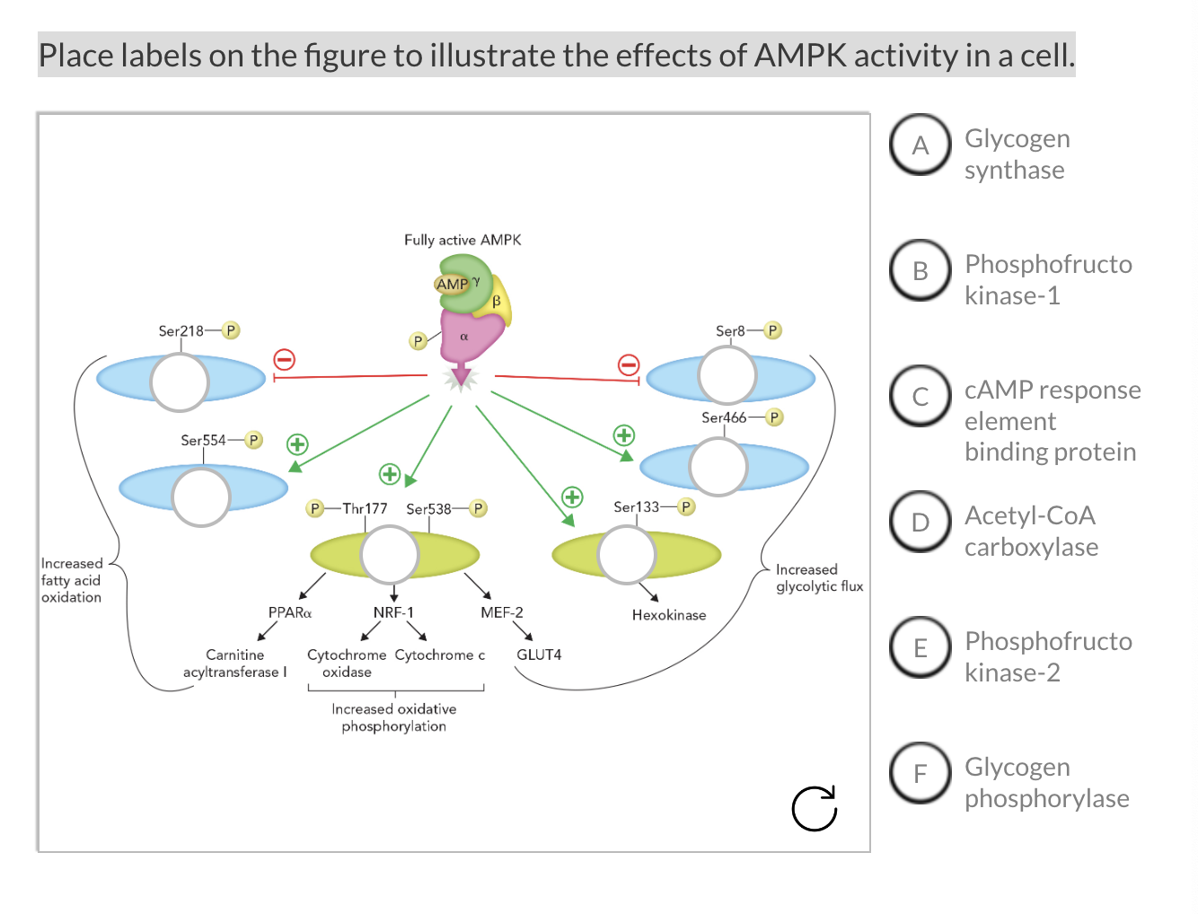 Solved Place labels on the figure to illustrate the effects | Chegg.com