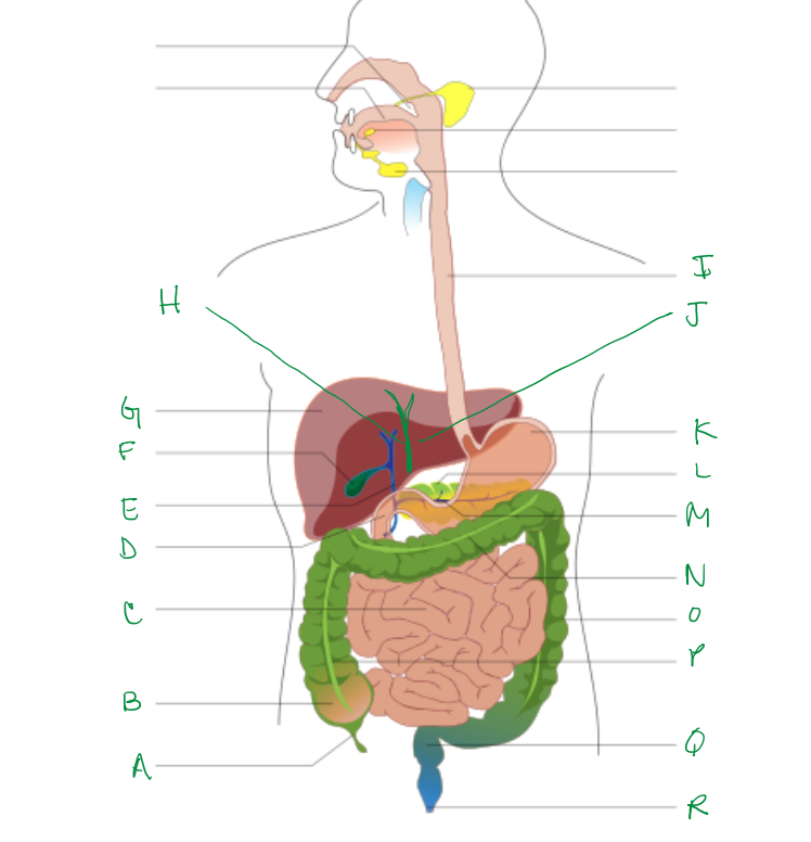 Solved Please help label. | Chegg.com