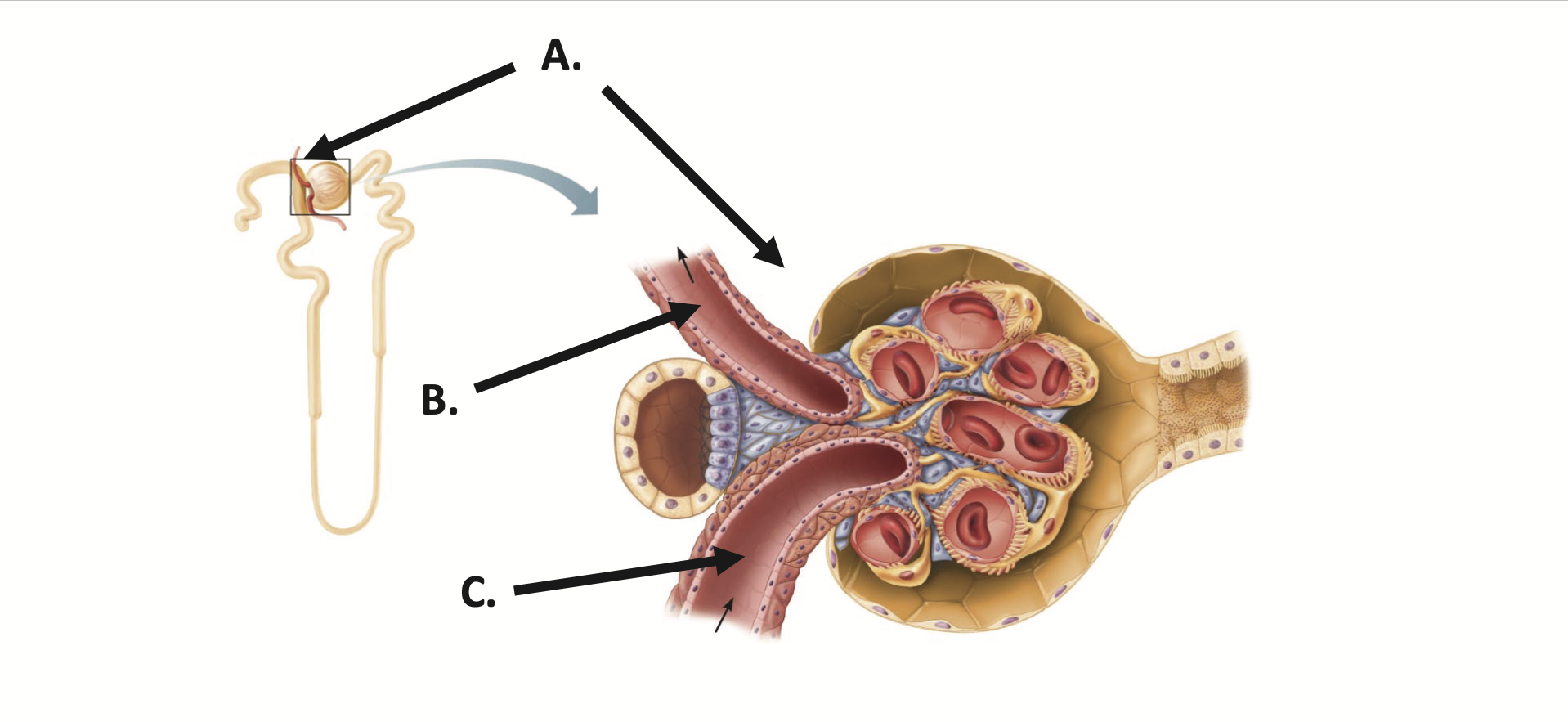 Solved Label | Chegg.com