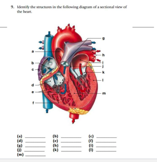Solved 9. Identify the structures in the following diagram | Chegg.com