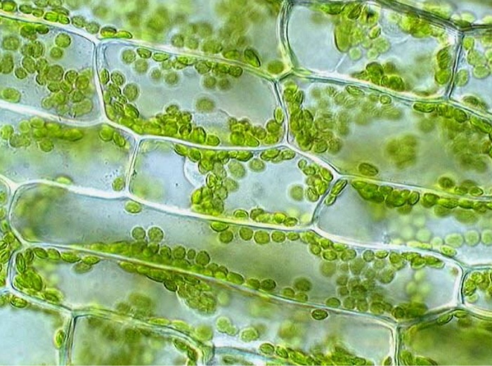 Ulva Microscope Slide