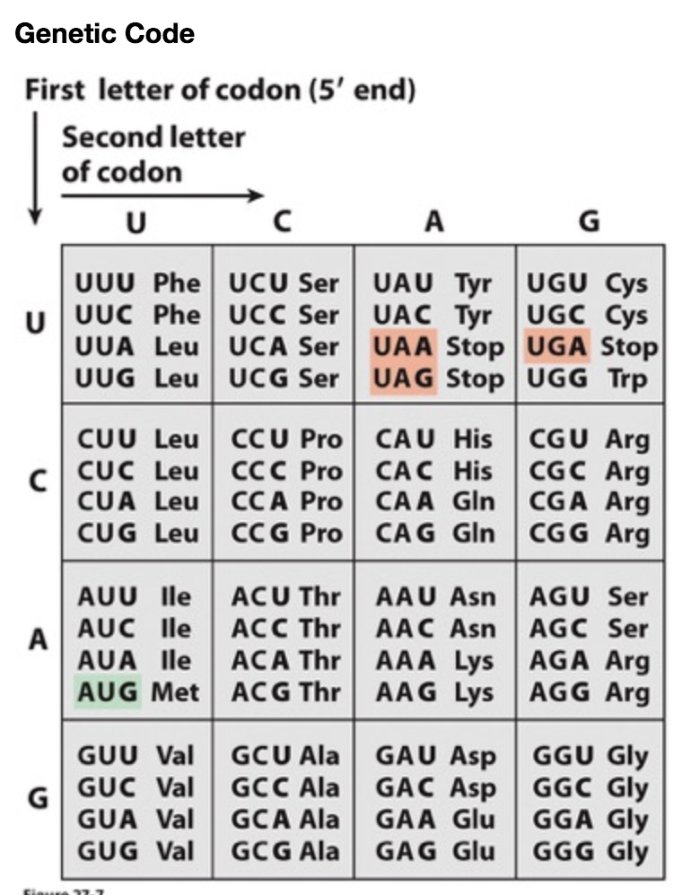 Solved Copy the target DNA sequence image given below. | Chegg.com