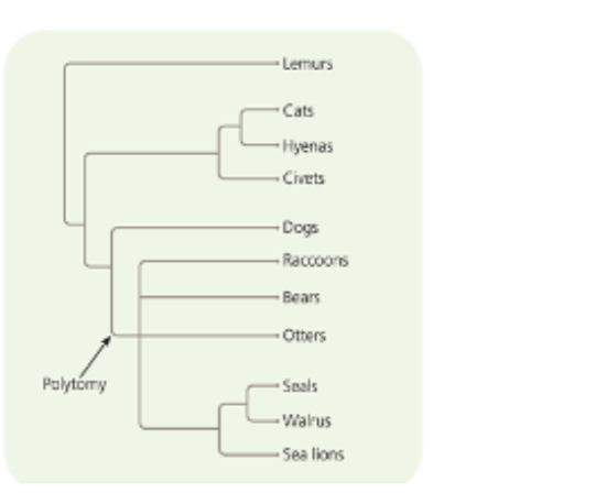 Solved For the phylogeny of carnivores, the consensus tree | Chegg.com