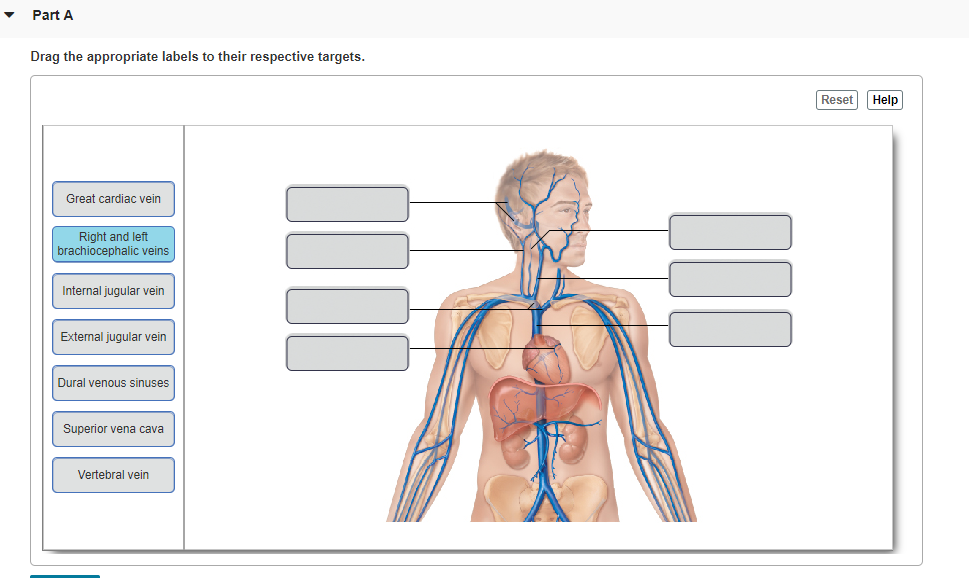 Solved Part A Drag the appropriate labels to their | Chegg.com