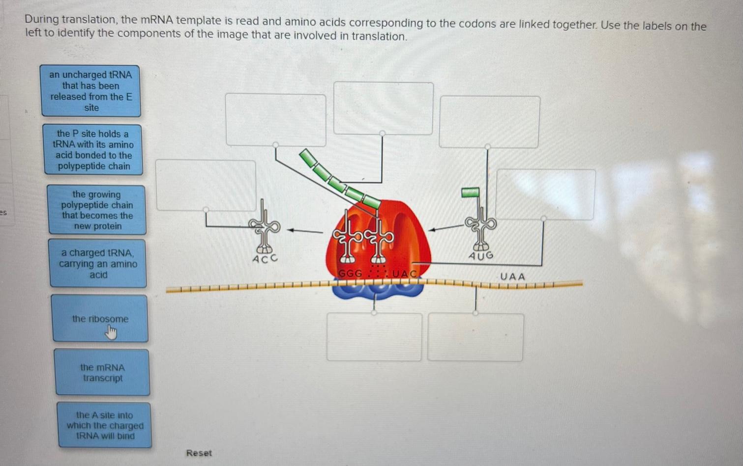 Solved During translation, the mRNA template is read and | Chegg.com