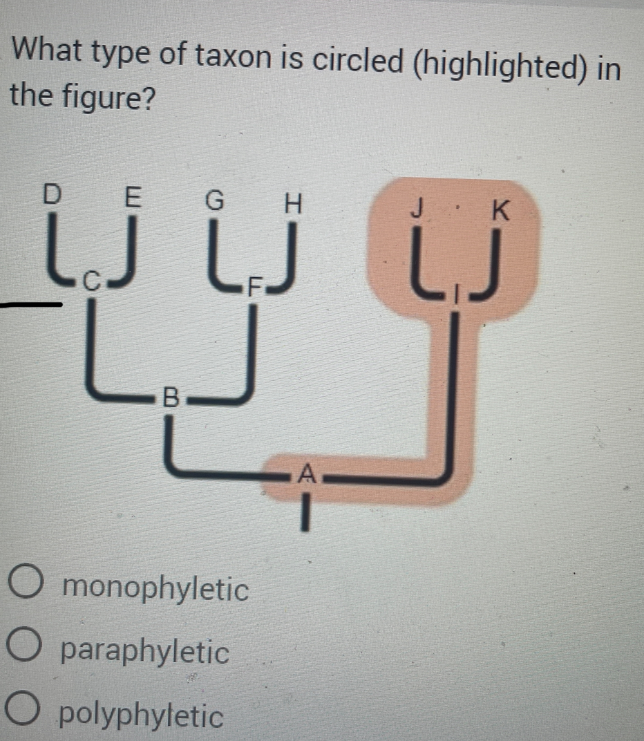Solved What type of taxon is circled (highlighted) in the | Chegg.com