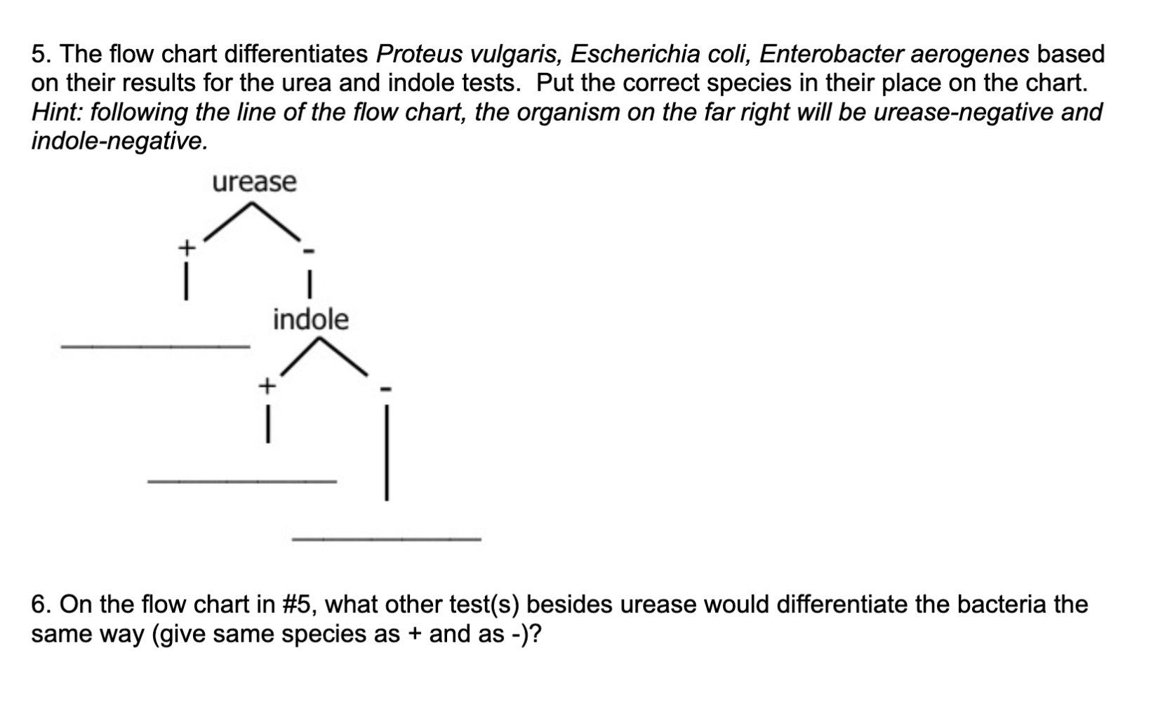 Solved 5. The flow chart differentiates Proteus vulgaris, | Chegg.com