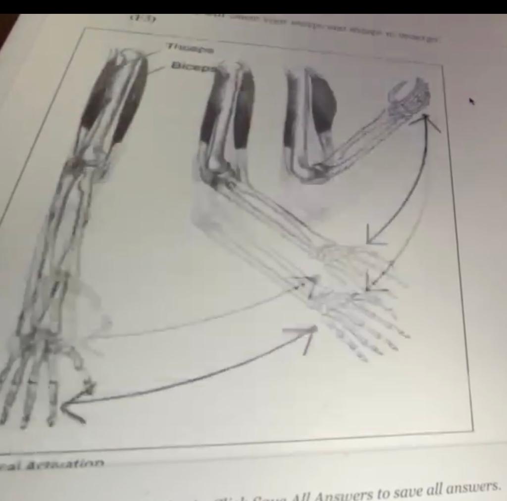Solved This action will cause your biceps and triceps | Chegg.com