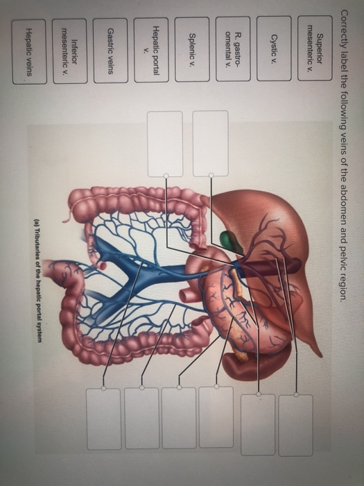 Solved Correctly label the following veins of the abdomen | Chegg.com