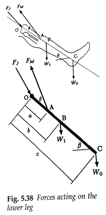 Solved Problem 5.6 Consider a person performing lower leg | Chegg.com
