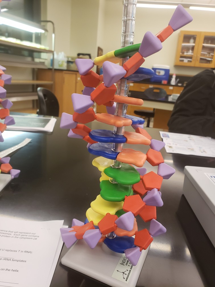Solved: Anter Lab 10: DNA STRUCTURE AND FUNCTION Laborator... | Chegg.com