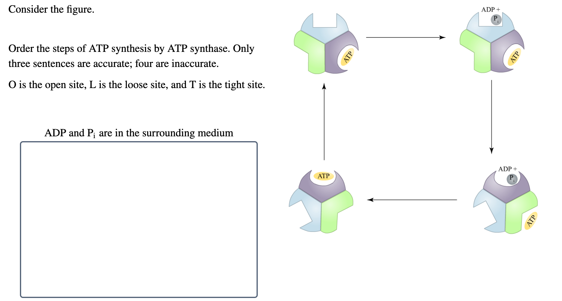 Solved Consider the figure. ADP + Order the steps of ATP | Chegg.com