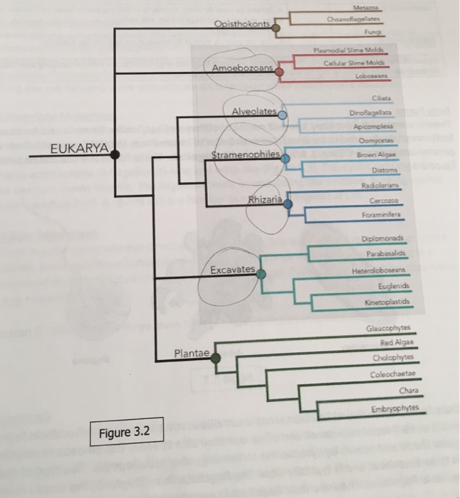 Solved Base on this phylogeny does the circle groups form a | Chegg.com