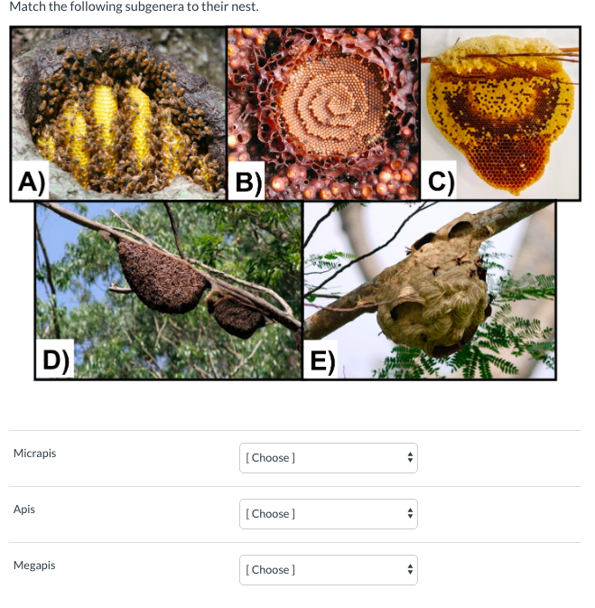 Solved Match the following subgenera to their nest. Micrapis | Chegg.com