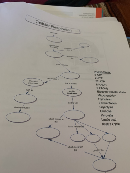 Cellular Respiration Photosynthesis Flow Chart