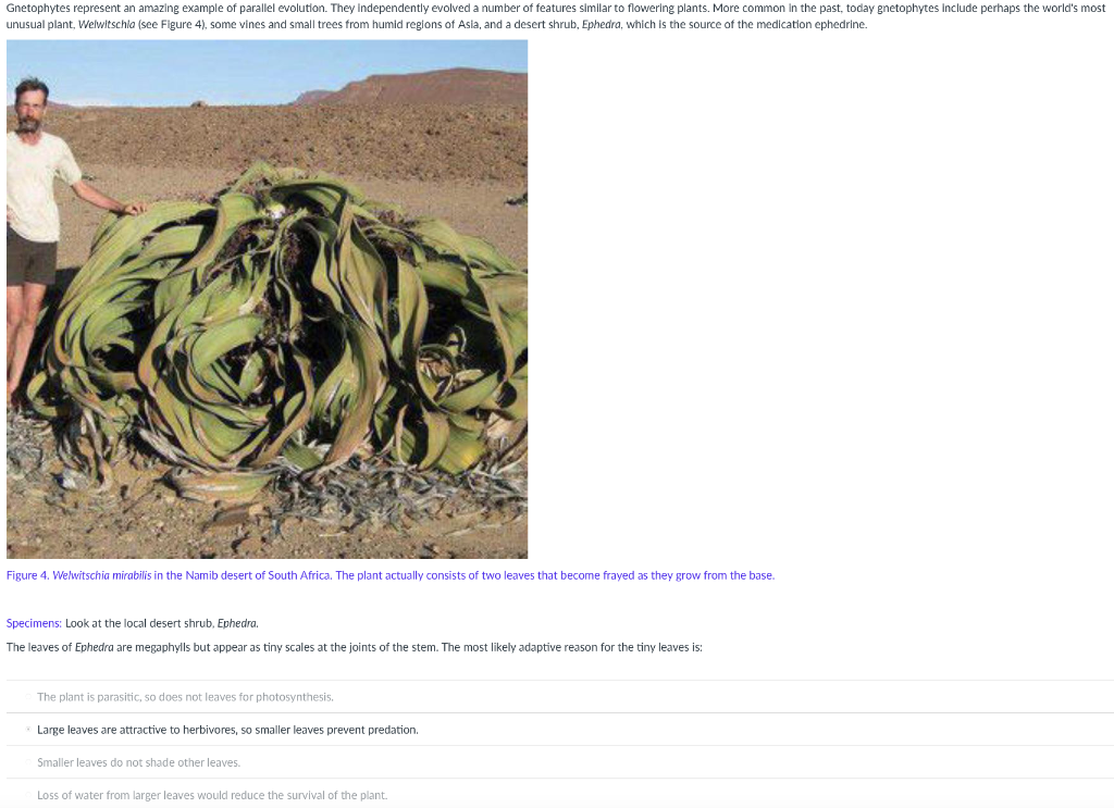 Solved Gnetophytes represent an amazing example of parallel | Chegg.com