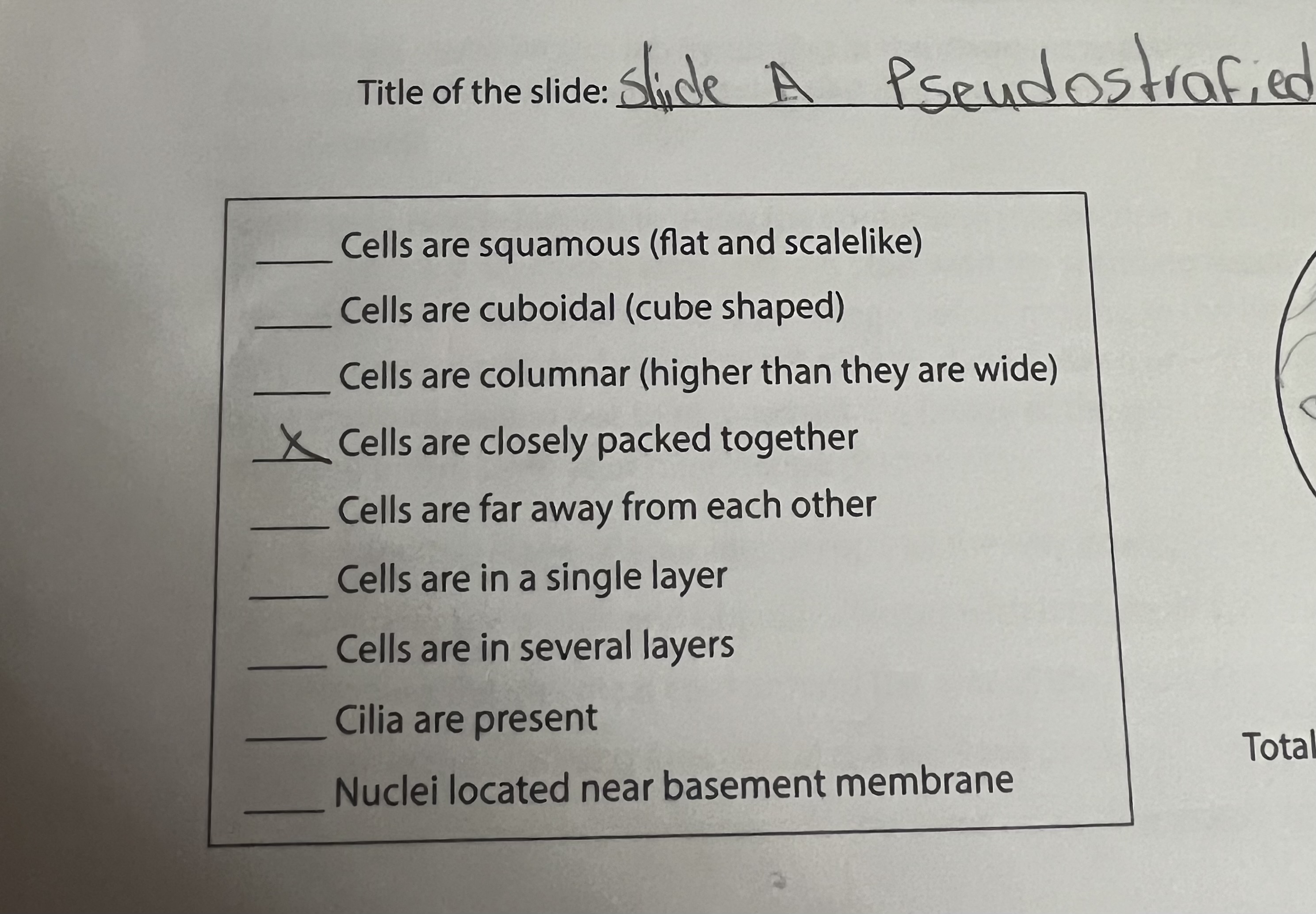 Solved Title of the slide: slide A Pseudostrafied Cells are | Chegg.com
