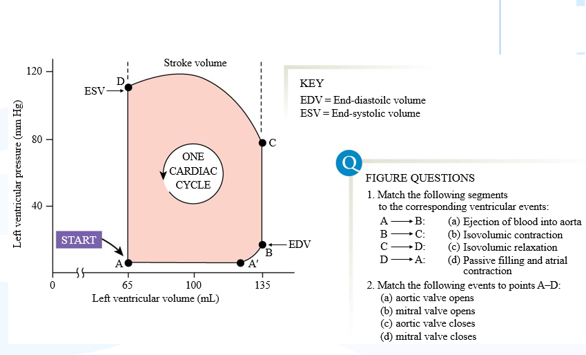 Solved Stroke volume 120 KEY EDV-End-diastoilc volume ESV | Chegg.com