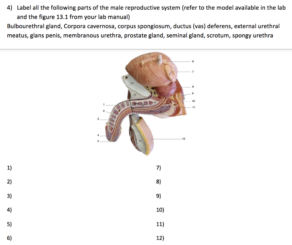 Solved 5) Label all the following parts of the testis and | Chegg.com