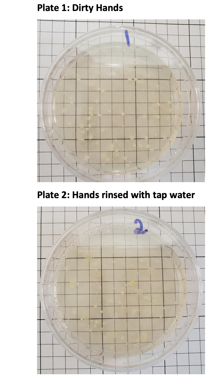 Solved Plate 1: Dirty Hands Plate 2: Hands rinsed with tap | Chegg.com