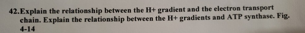 Solved 42.Explain the relationship between the H+ gradient | Chegg.com