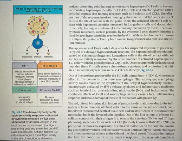 Solved A Delayed Hypersensitivity Reaction To A Hapten