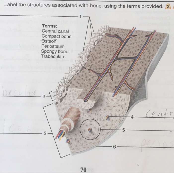 Solved FIGURE 12.9 Identify the structures indicated in (a) | Chegg.com