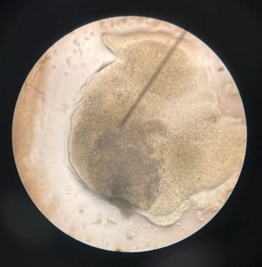 Solved Determine what stage each duck embryo is in. Label | Chegg.com