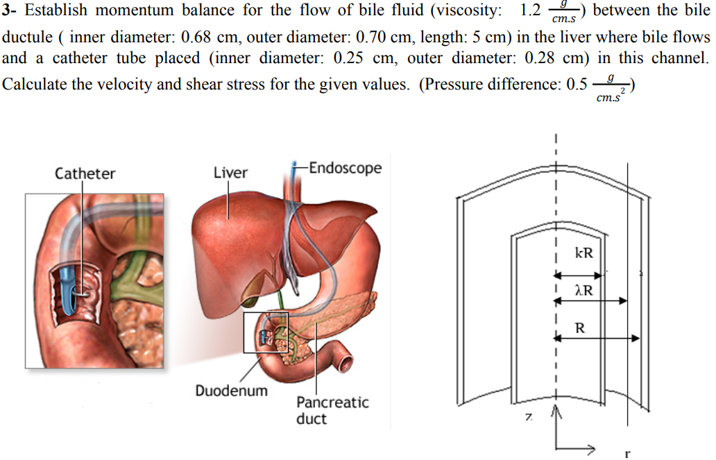 Solved Establish momentum balance for the flow of bile fluid | Chegg.com