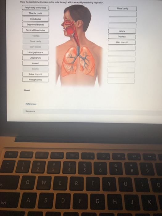 Solved Place the respiratory structures in the order through | Chegg.com
