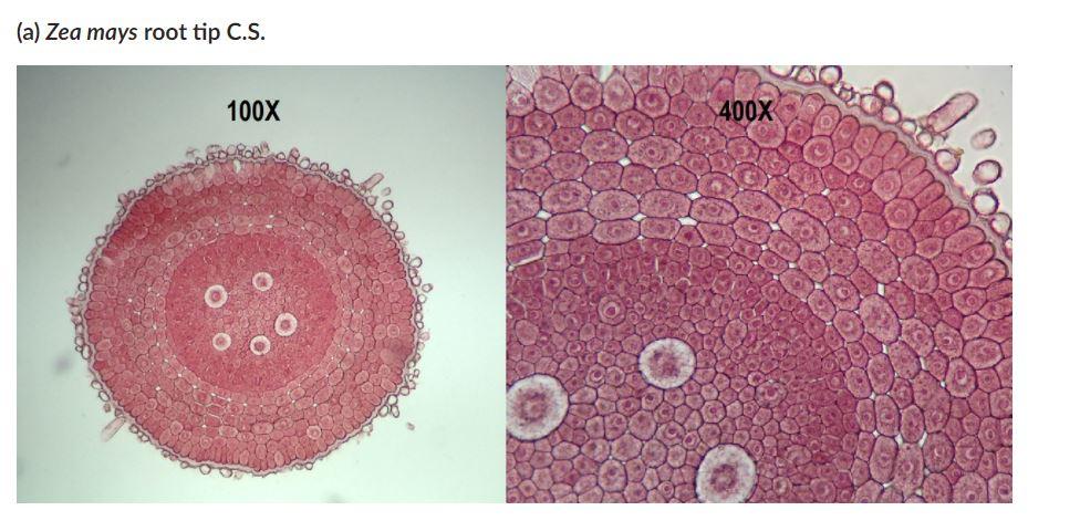 Solved Section 3: Examination of sections of old tree trunks | Chegg.com