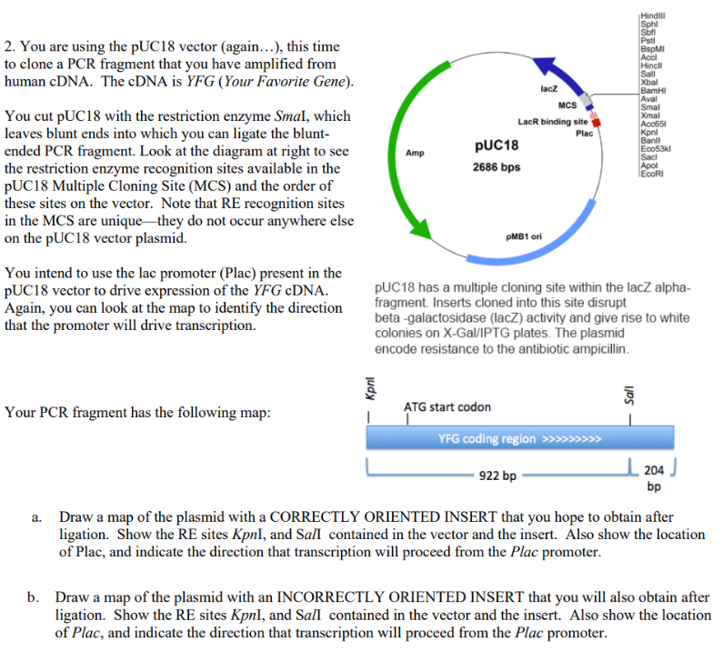 Solved 2. You are using the pUC18 vector (again...), this | Chegg.com