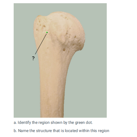 Solved 2. List the compartments of the femoral sheath and | Chegg.com