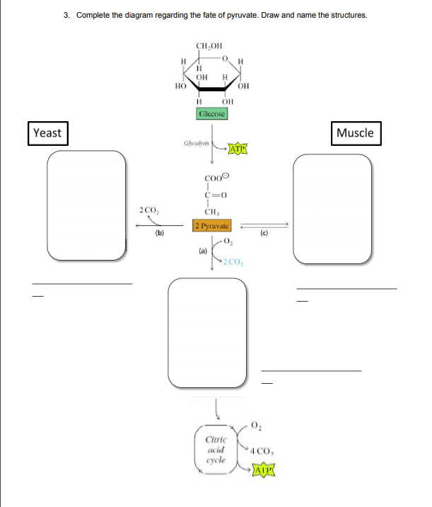 Solved 3. Complete the diagram regarding the fate of | Chegg.com