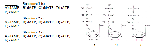 Solved OPO Opo Co-po Structure 1 is: A) DAMP; B) DATP; C) | Chegg.com