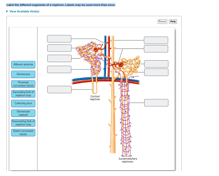 Solved Label the different segments of a nephron. Labels may | Chegg.com