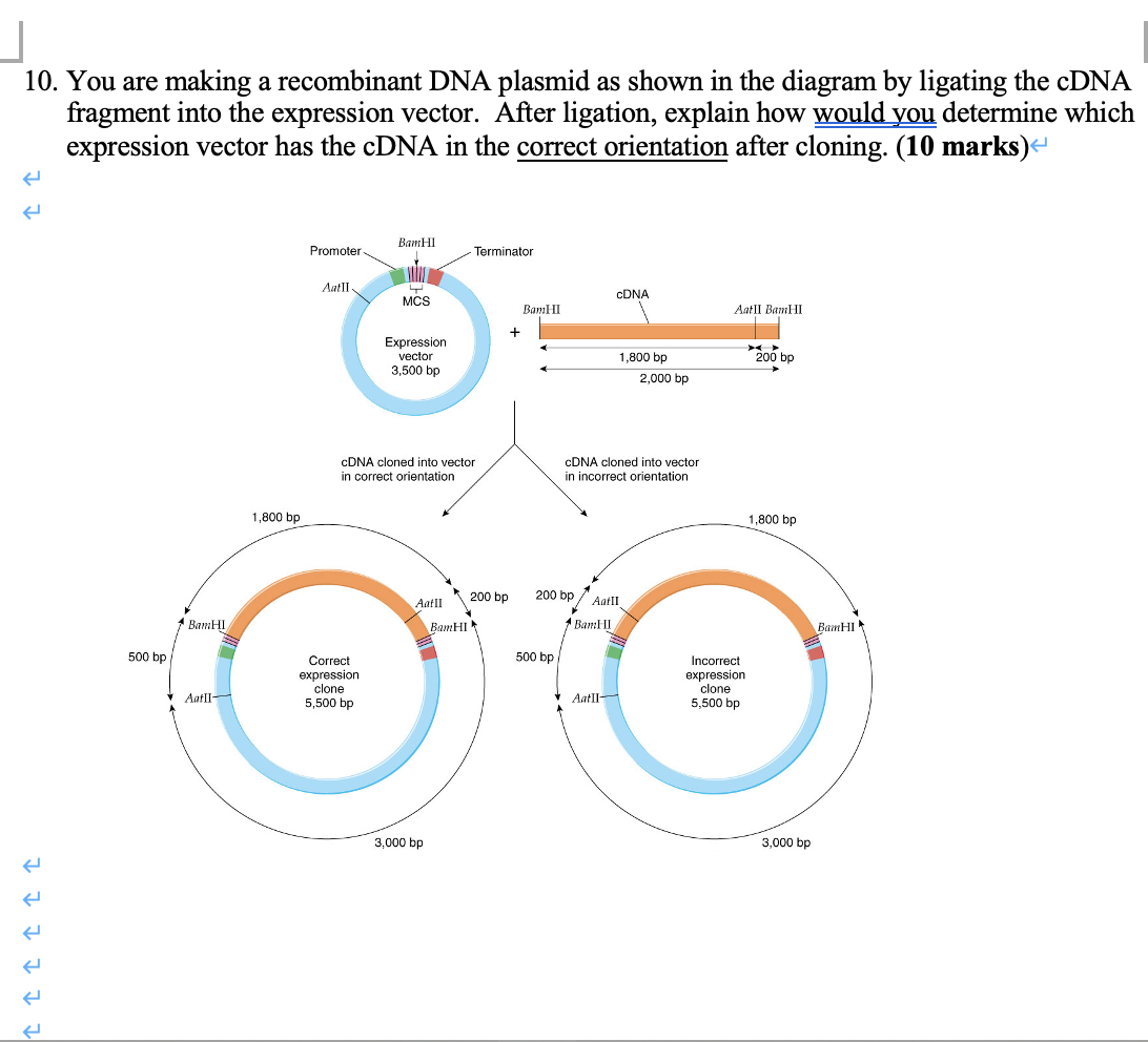 Solved 10. You are making a recombinant DNA plasmid as shown | Chegg.com