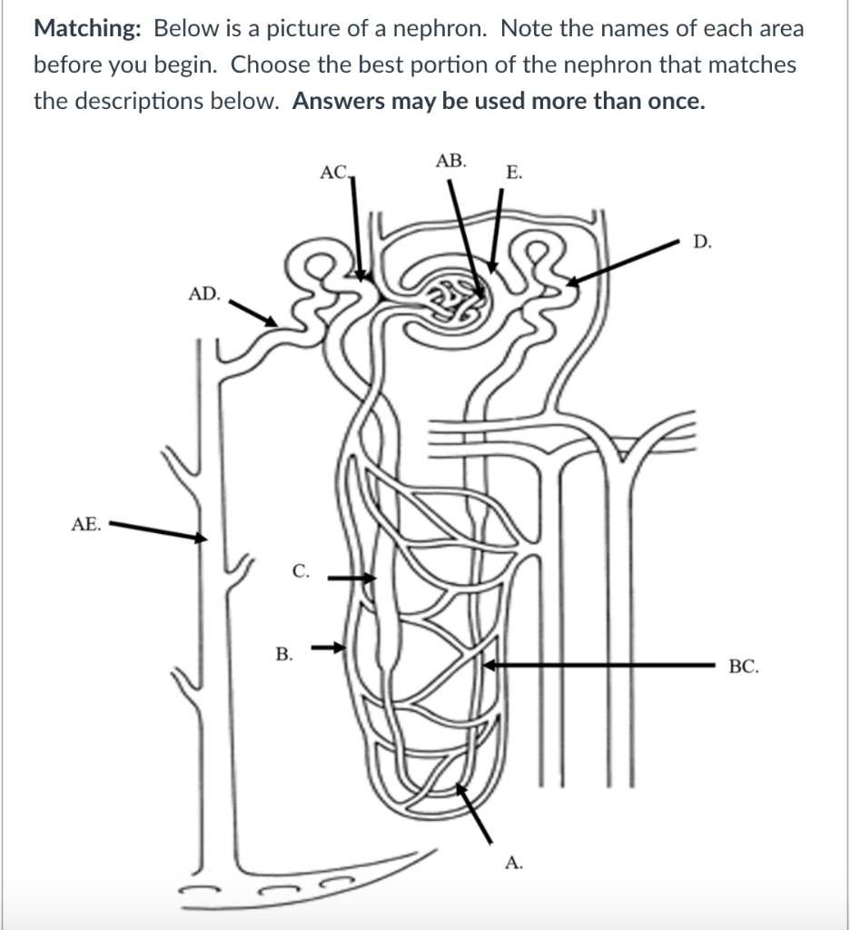 Solved Matching: Below is a picture of a nephron. Note the | Chegg.com