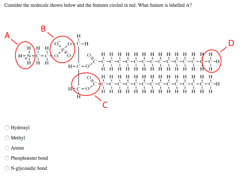 Solved Consider the molecule shown below and the features | Chegg.com