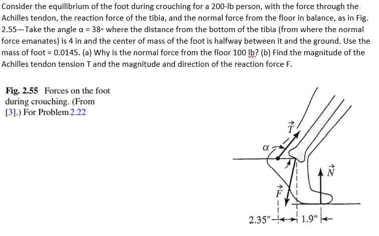 Solved Consider the equilibrium of the foot during crouching | Chegg.com