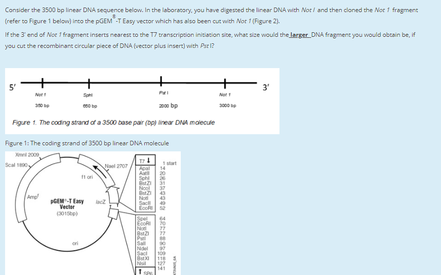 Solved Consider the 3500 bp linear DNA sequence below. In | Chegg.com