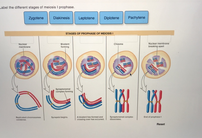 Meiosis Stages Prophase 1