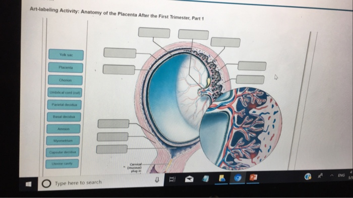 Solved drag the labels onto the diagram to identify tge | Chegg.com